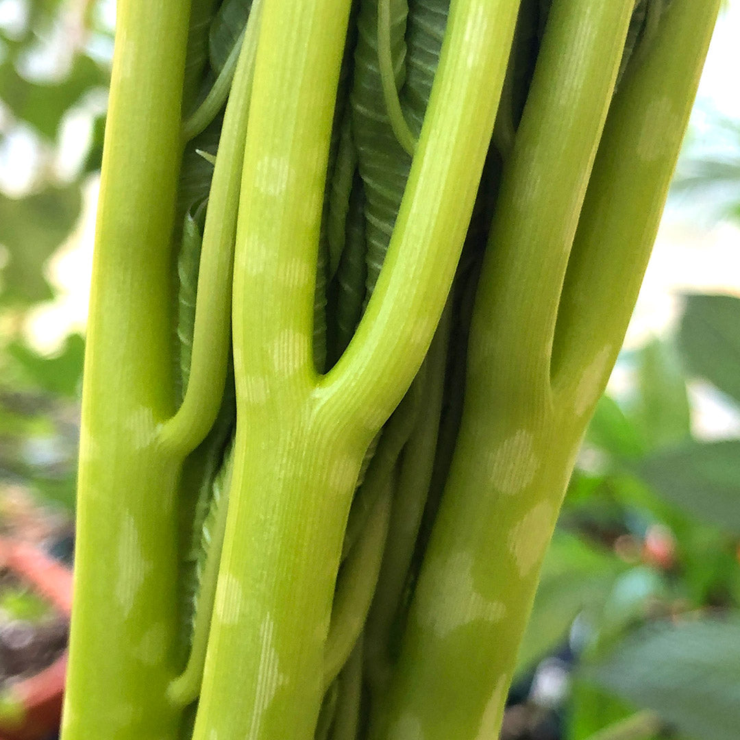 Amorphophallus Supplier Australia