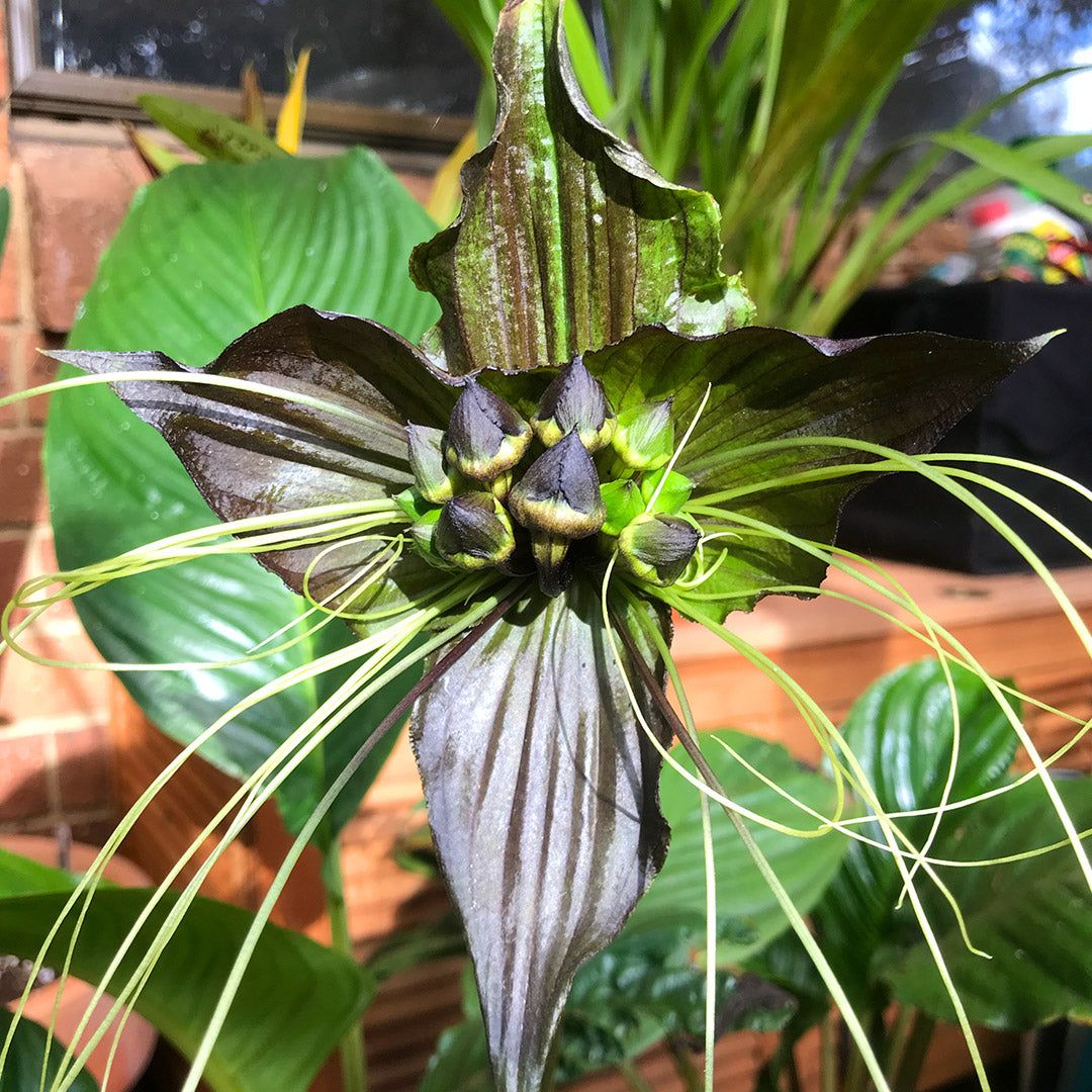 Tacca Species