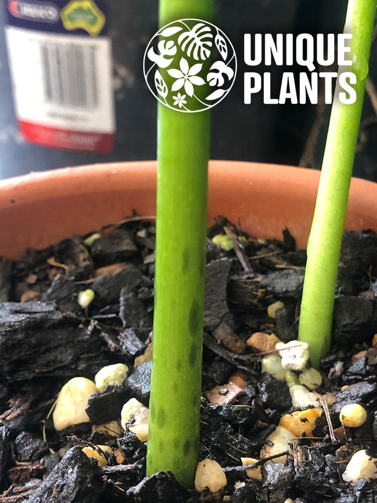 Amorphophallus Albus - Unique Plants