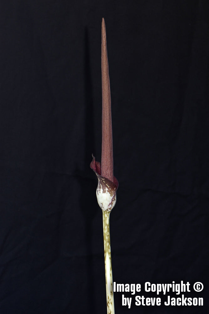 Amorphophallus Maximus x A. Variabilis - Unique Plants